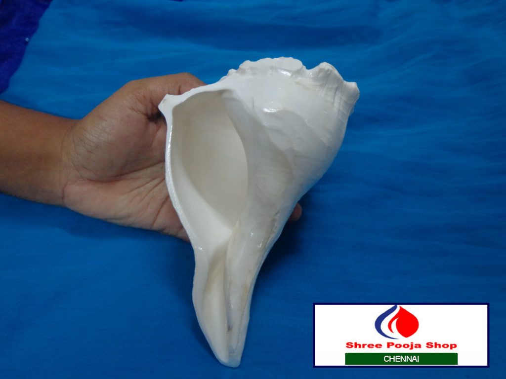 Valampuri Sangu Large Size - 7" to 7.2" inches Perfect Shankh for Pooja