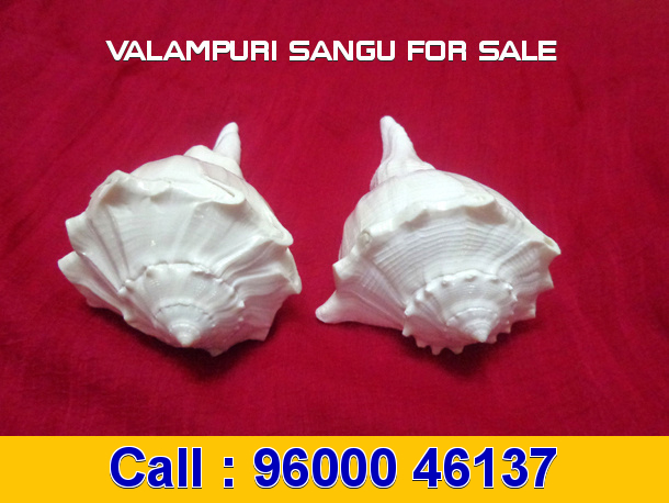 Valampuri Sangu Benefits and Uses in Tamil | Valampuri Sangu Chennai