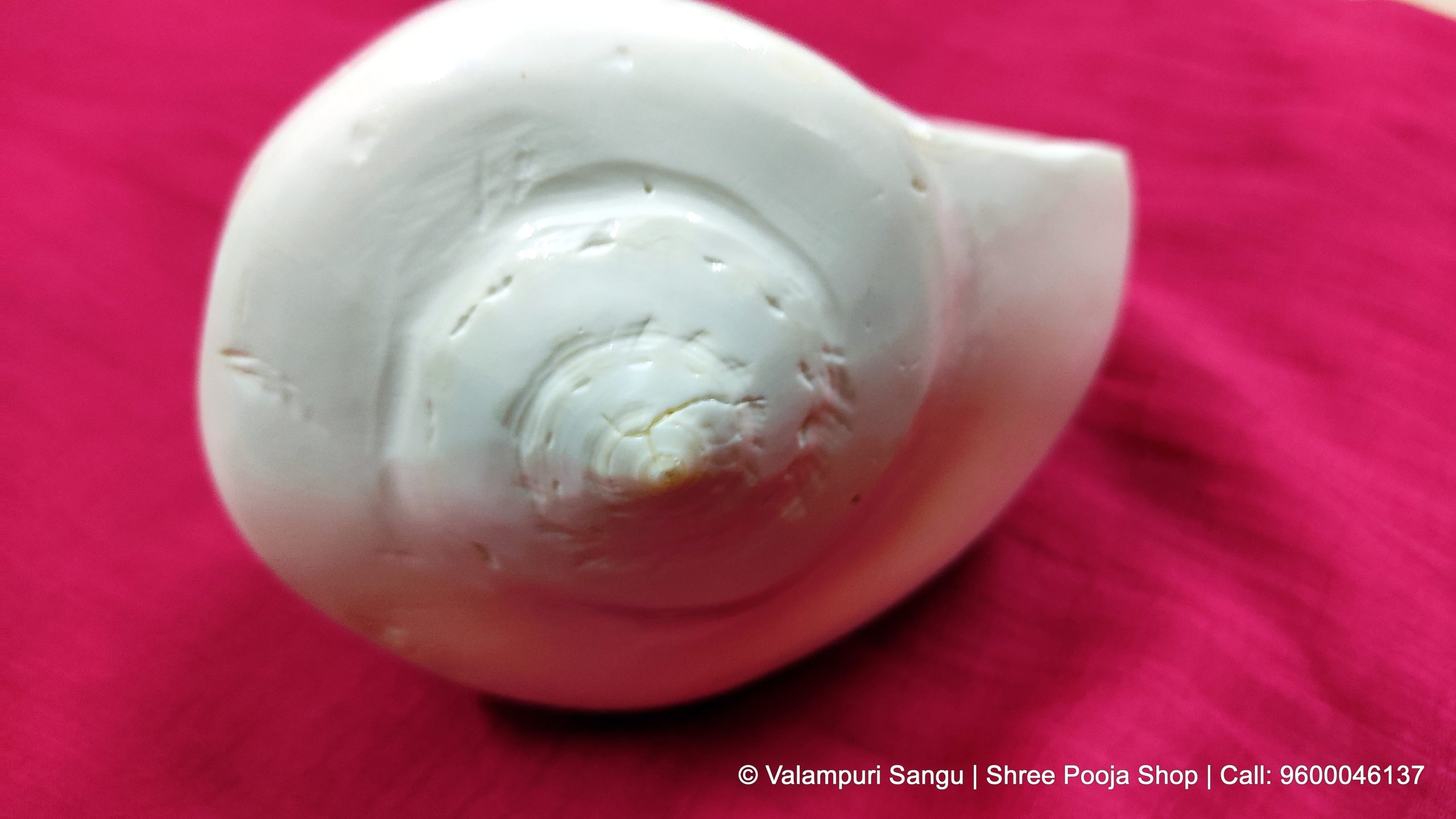 Pal Valampuri Sangu - 7" inches Natural, Grinded and Polished Shankh