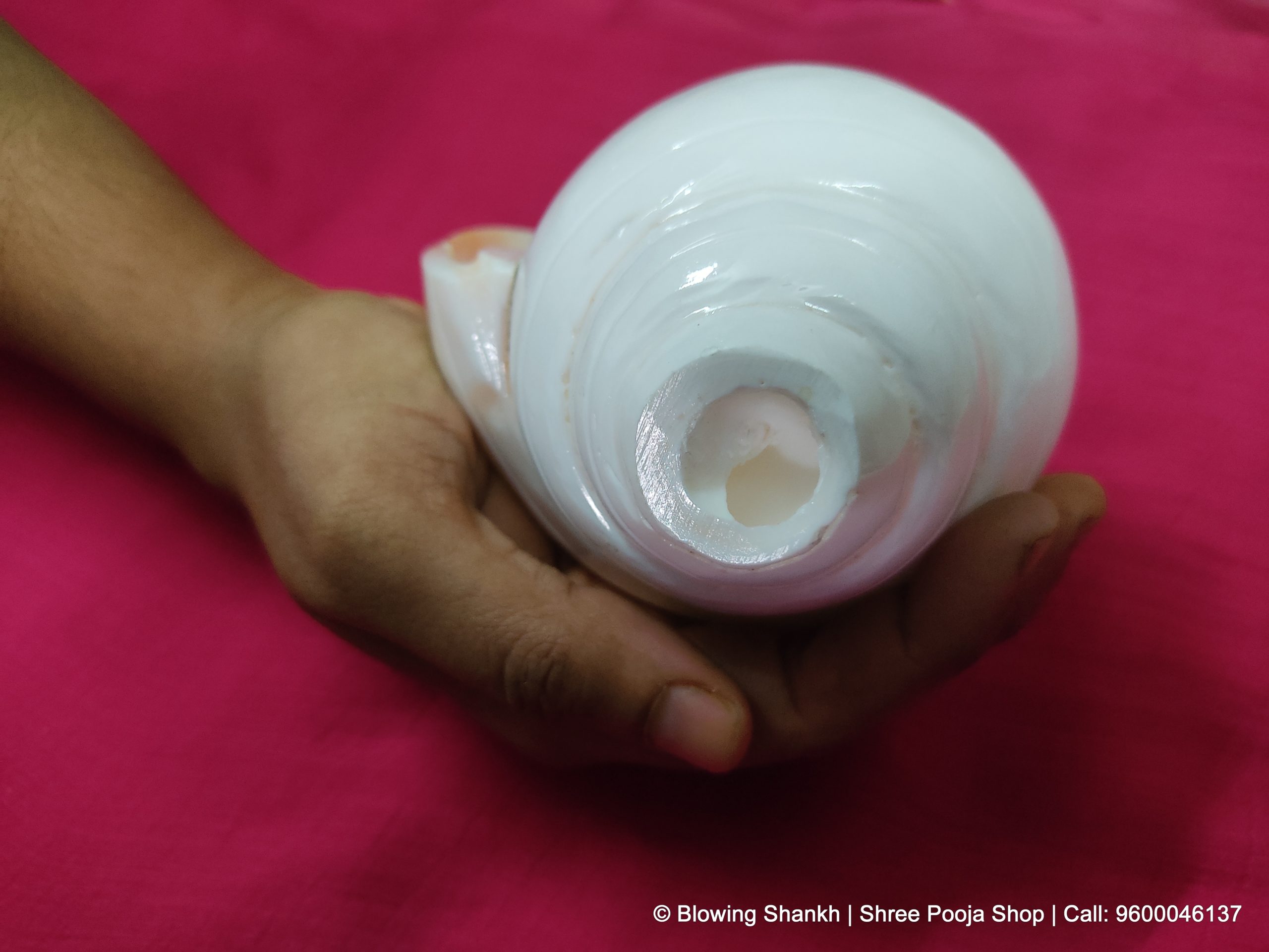 100% Original Blowing Shankh for Sale - 6" inches | Buy Online | Chennai